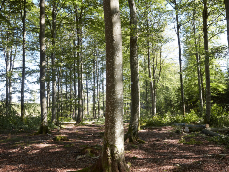 Here's Why You Should Choose Sustainably Sourced Timber