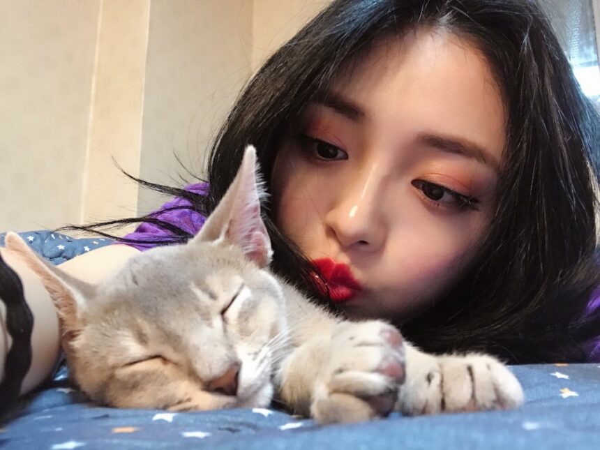 Idols With Cat Personalities Who Are Adorable To Fans